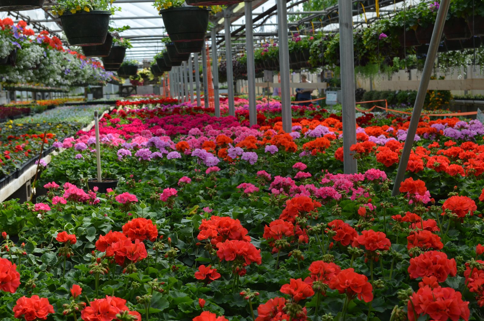 GERANIUMS!!! - Holasek Flower Power Garden Center